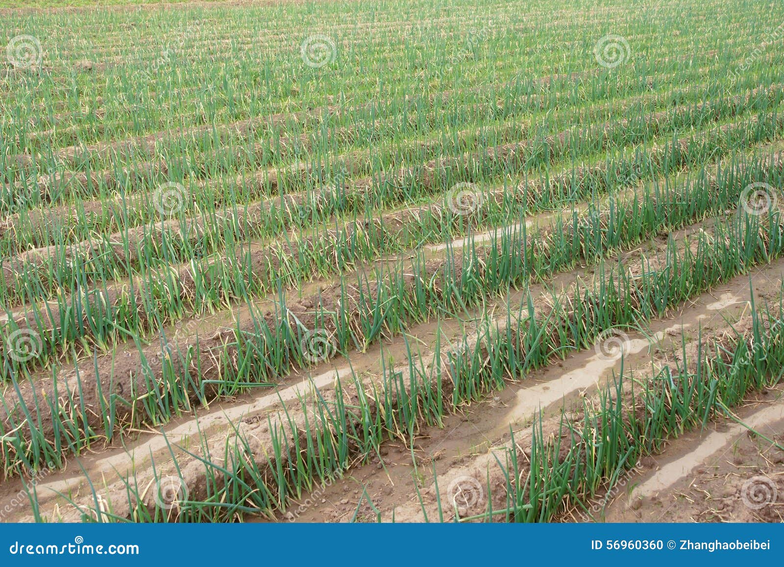 Scallion field stock photo. Image of onion, farmland - 56960360