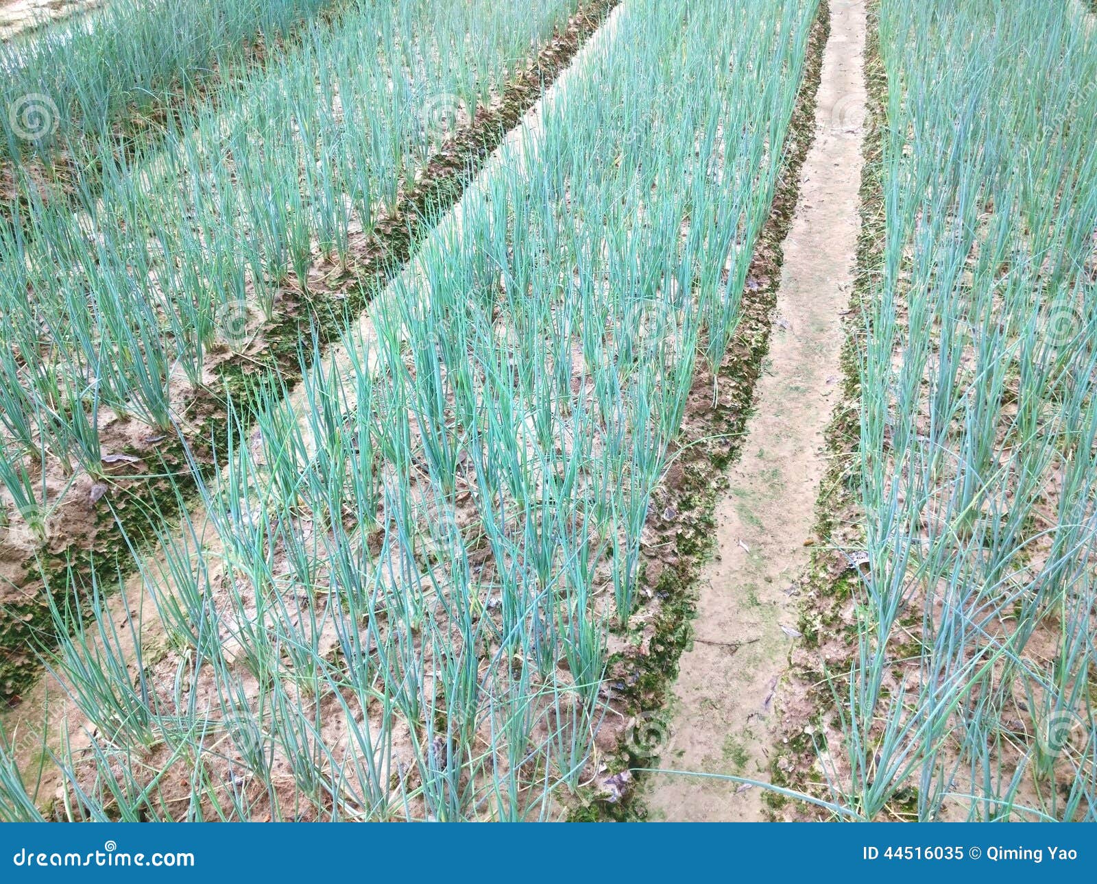 Scallion fields stock image. Image of agricultural, field - 44516035