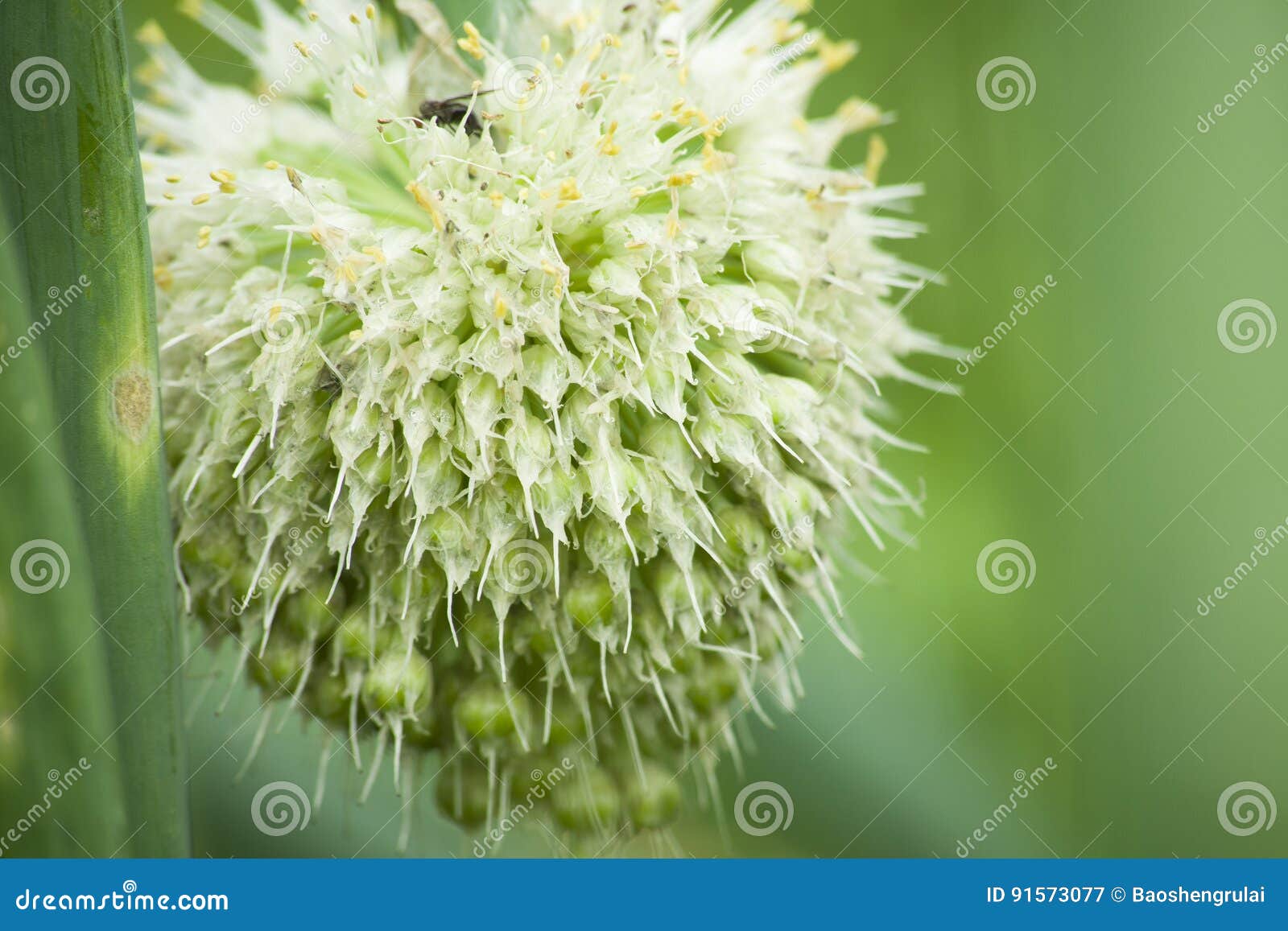 Scallion flower stock image. Image of field, cultivate - 91573077