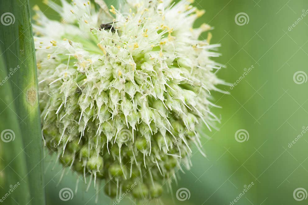 Scallion flower stock image. Image of field, cultivate - 91573077