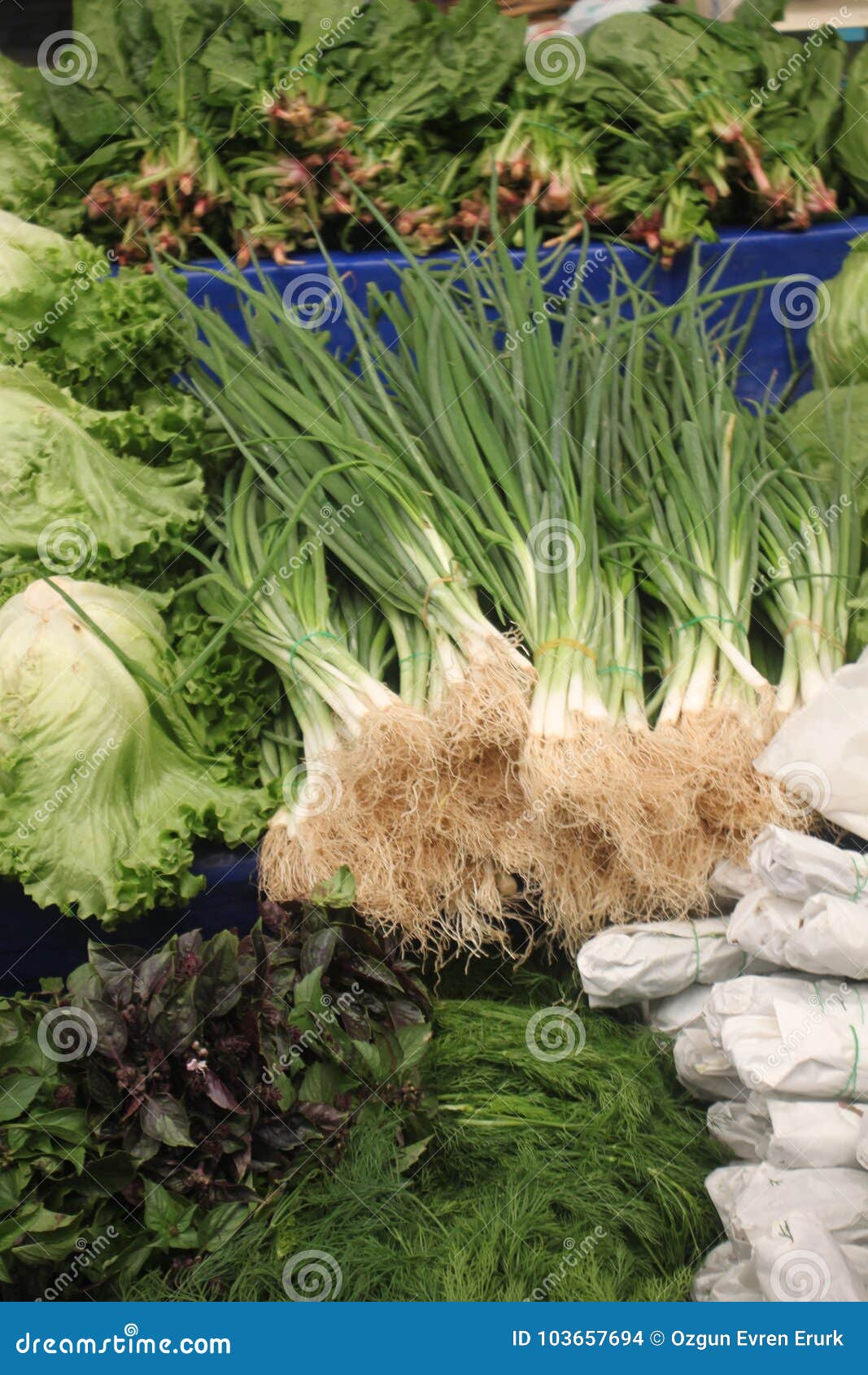 Scallion Green onion stock photo. Image of healthy, isolated - 103657694