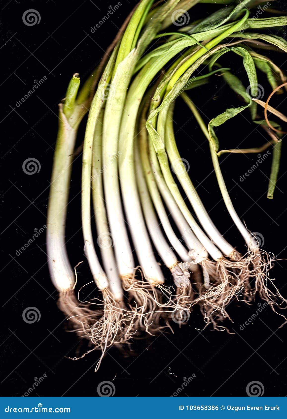 Scallion Green onion stock photo. Image of macro, fresh - 103658386