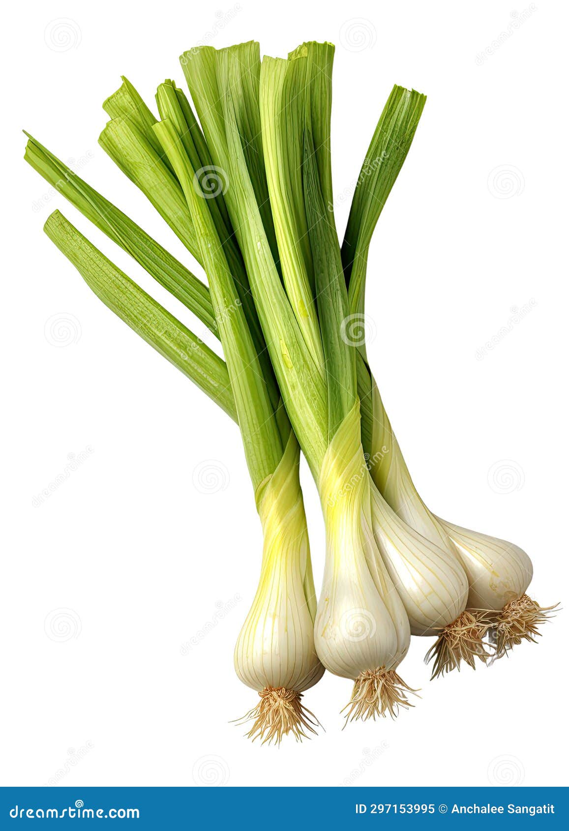 Scallion on Transparent Background PNG Stock Illustration ...