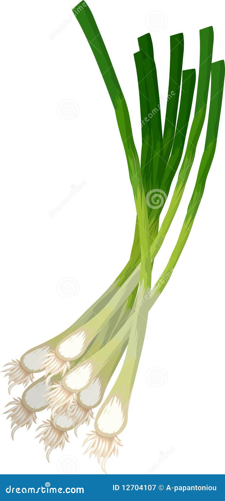 Scallions stock illustration. Illustration of organic - 12704107