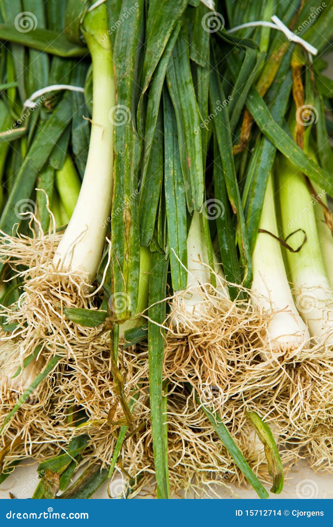 Scallions stock photo. Image of cooking, farm, market - 15712714