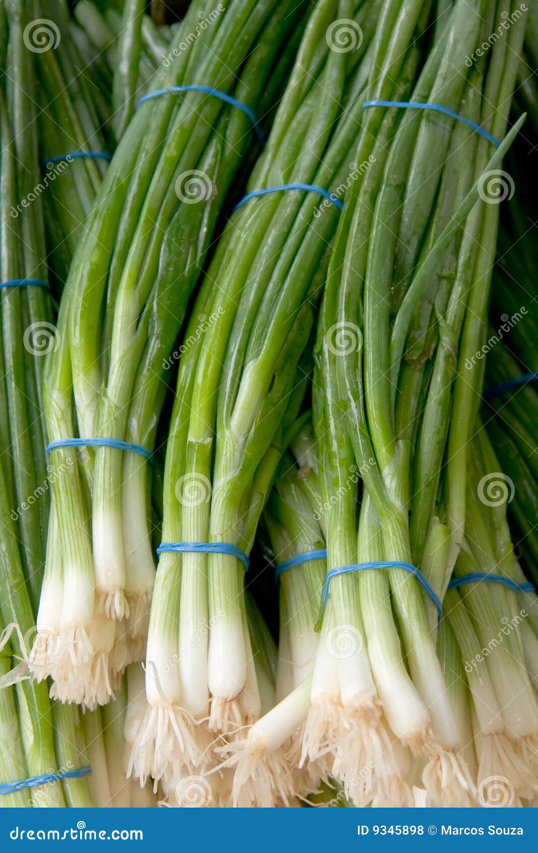 Scallions stock photo. Image of scallion, delicious, green - 9345898