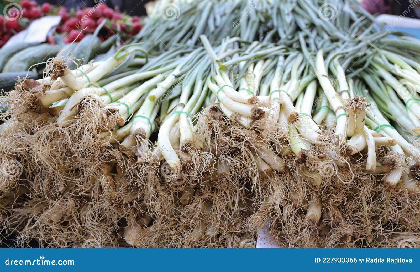 Scallions, Also Known As Green Onions or Spring Onions or Sibies Stock ...