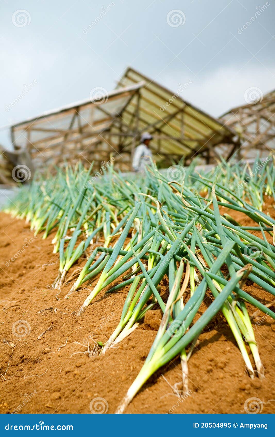 Scallions Farm Picture. Image: 20504895