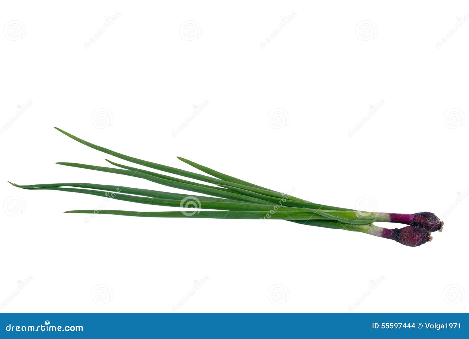 Scallions stock photo. Image of plant, ingredient, scallions - 55597444