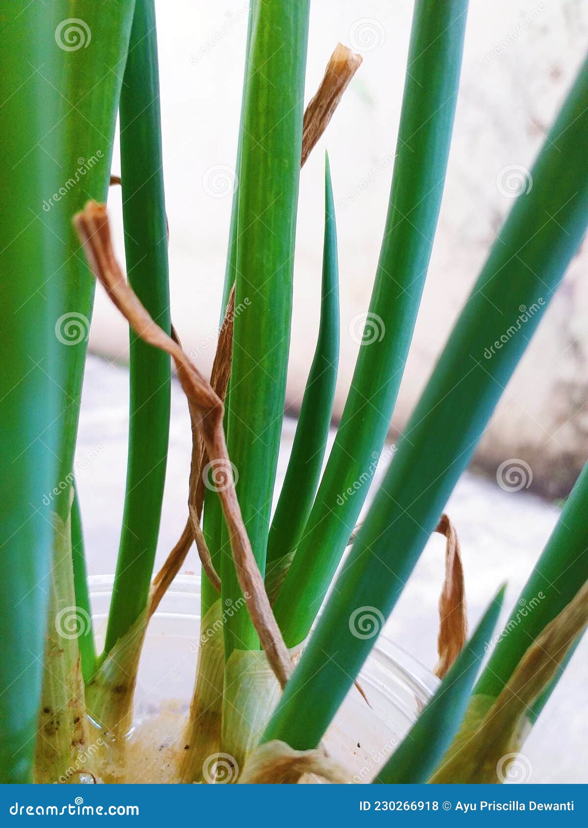 Scallions Grow in a Container Filled with Water Stock Photo - Image of ...