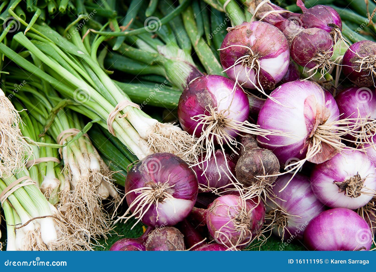 Scallions and Onions stock image. Image of garden, bunch - 16111195