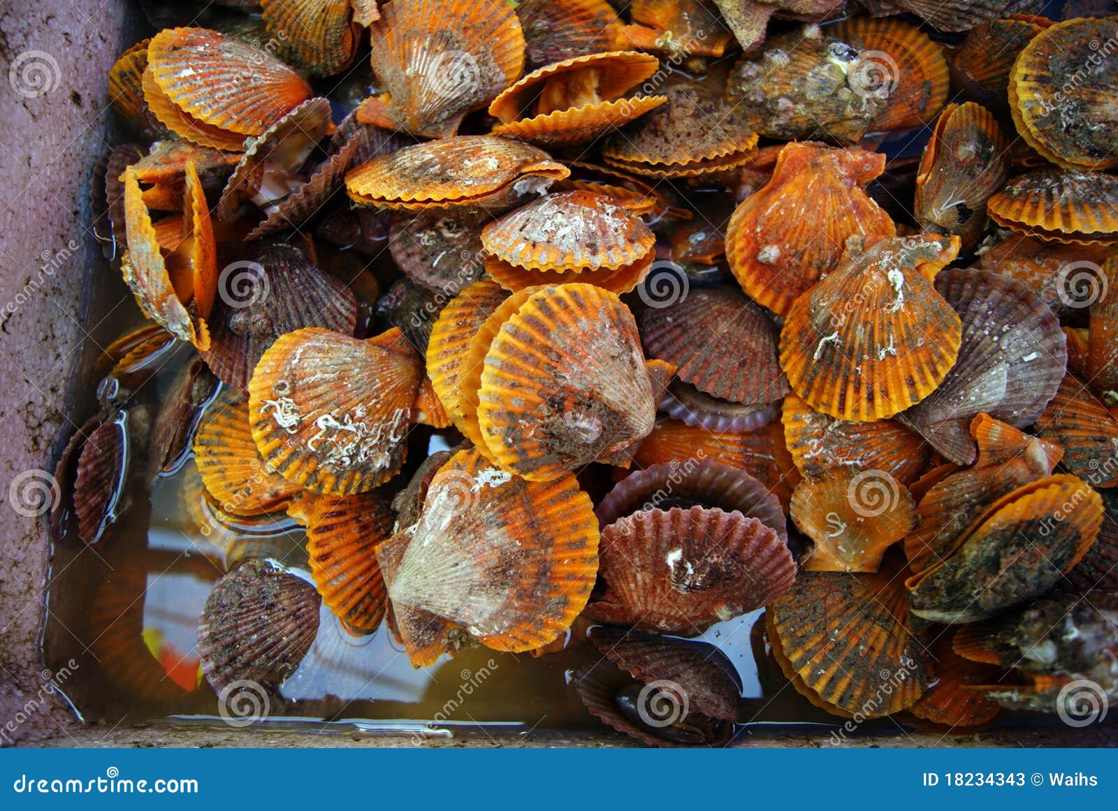 Scallop stock image. Image of market, pets, cooking, kitchen - 18234343