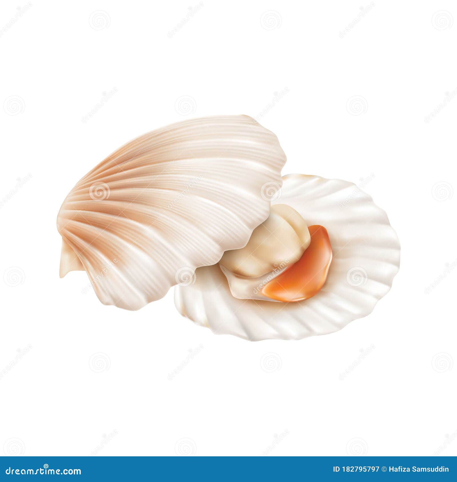 Scallop stock vector. Illustration of fresh, scallops - 182795797