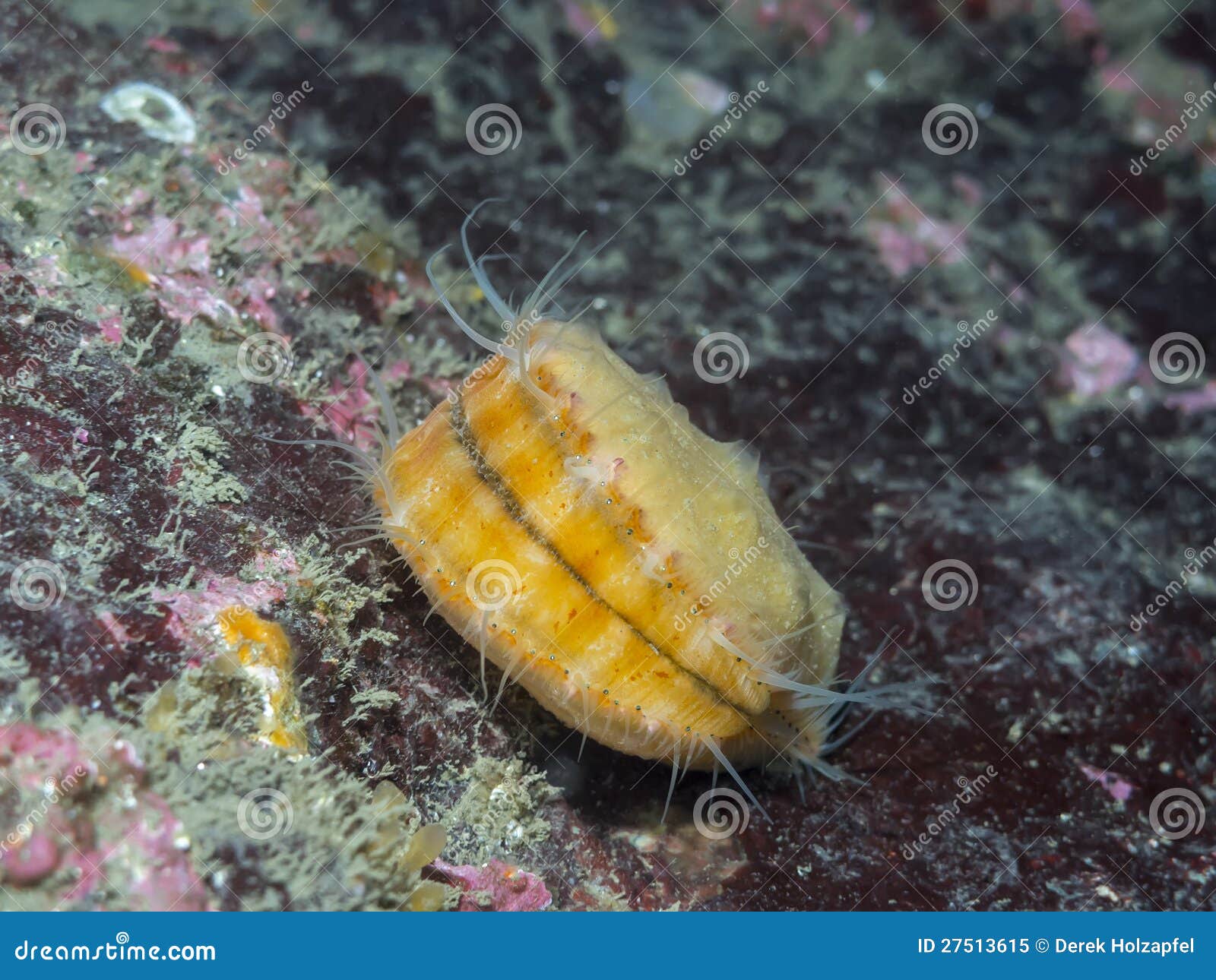 Pink Scallop Shell Texture, Australian Nature In Detail Stock Photo ...