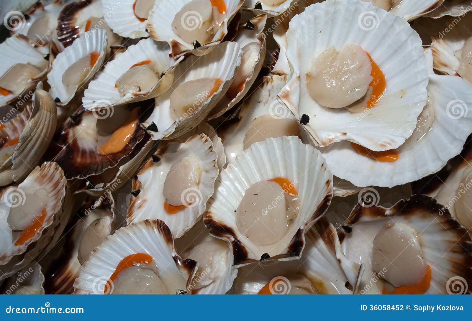 Scallop stock photo. Image of mollusk, single, dinner - 36058452