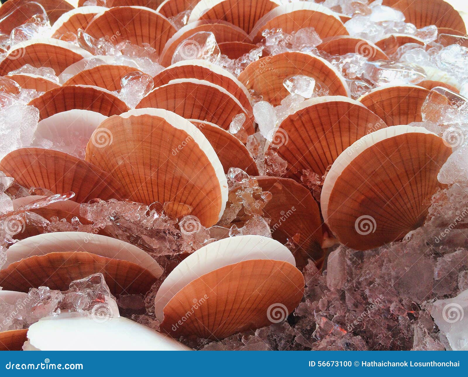 Scallop stock photo. Image of fresh, food, cook, seafood - 56673100