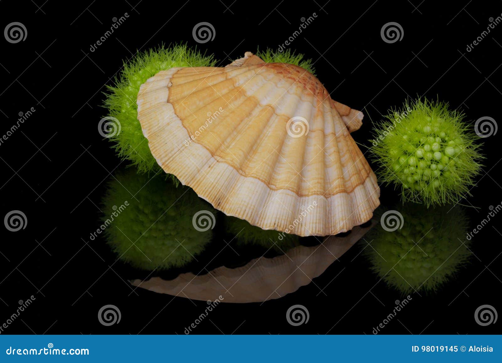 Scallop stock image. Image of nature, groove, green, reflected - 98019145