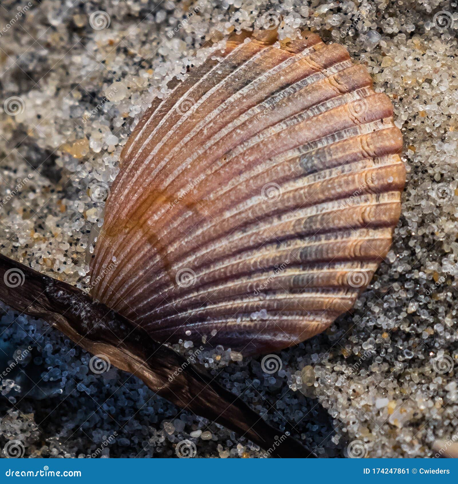 Scallop Shell on the Sand at the Jersey Shore Stock Image - Image of ...