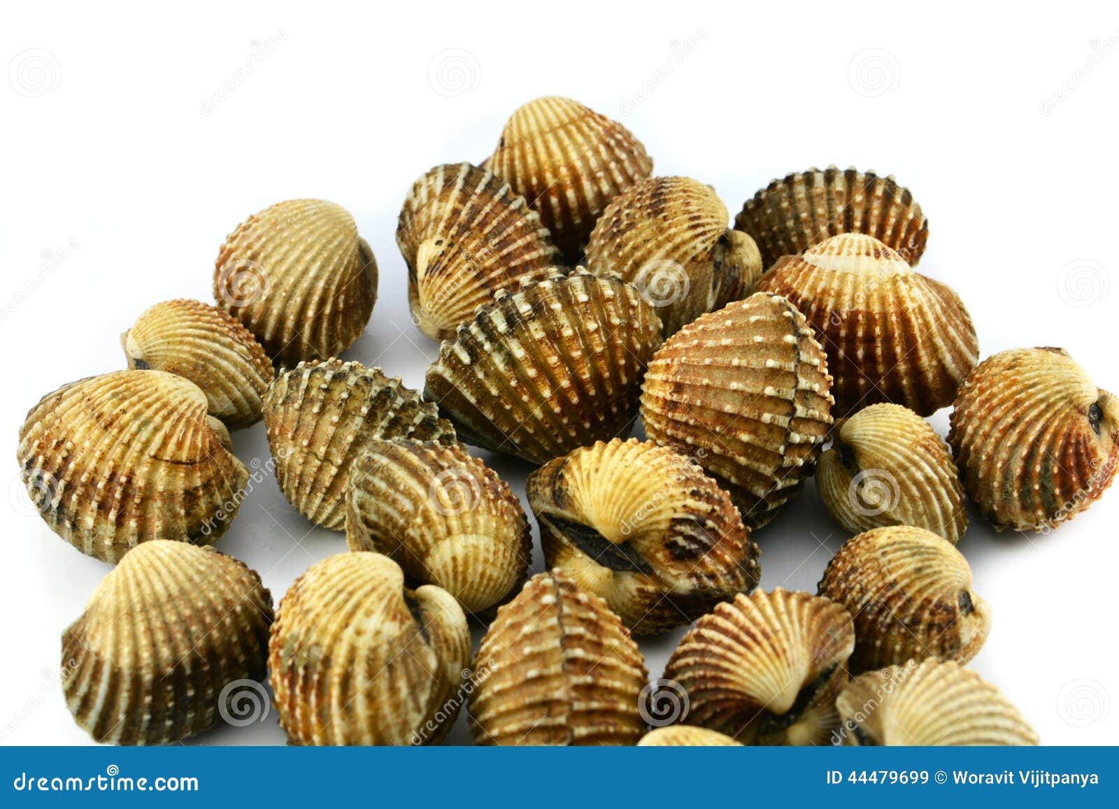Scallop stock image. Image of meal, lunch, fish, saltwater - 44479699