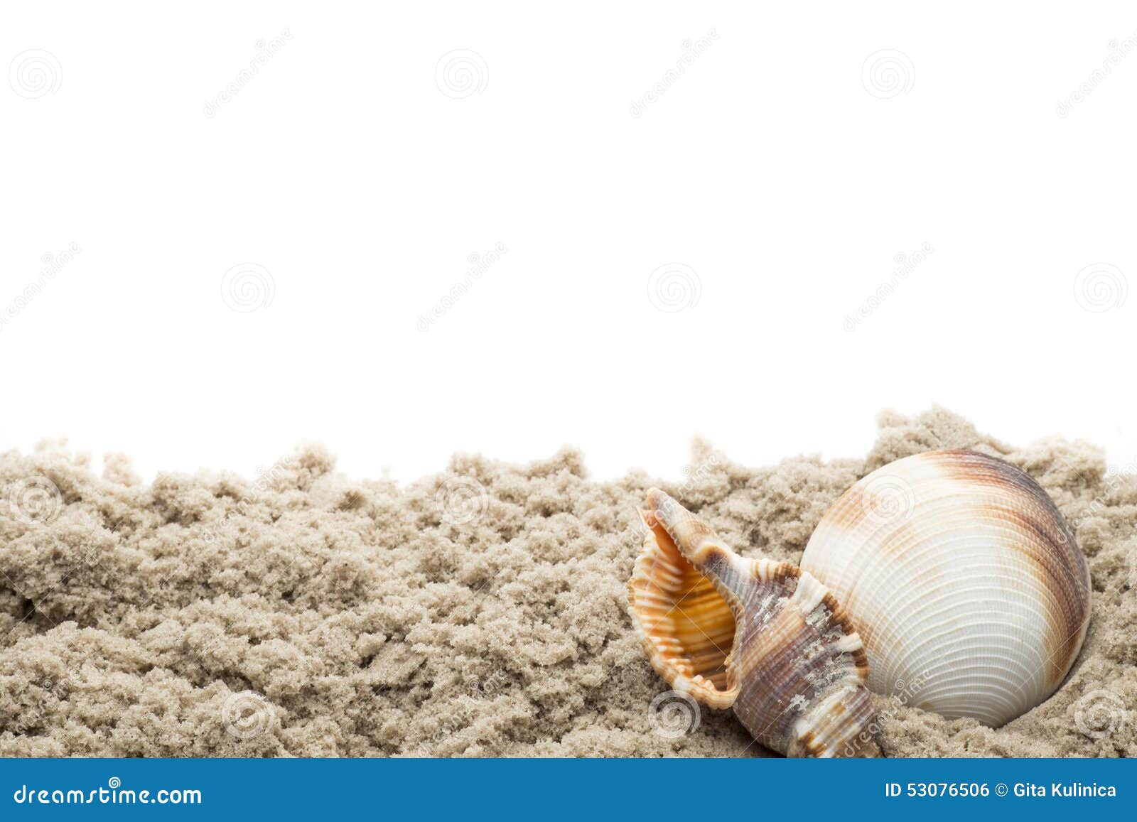 Scallop Isolated on the White Background. Stock Photo - Image of ...