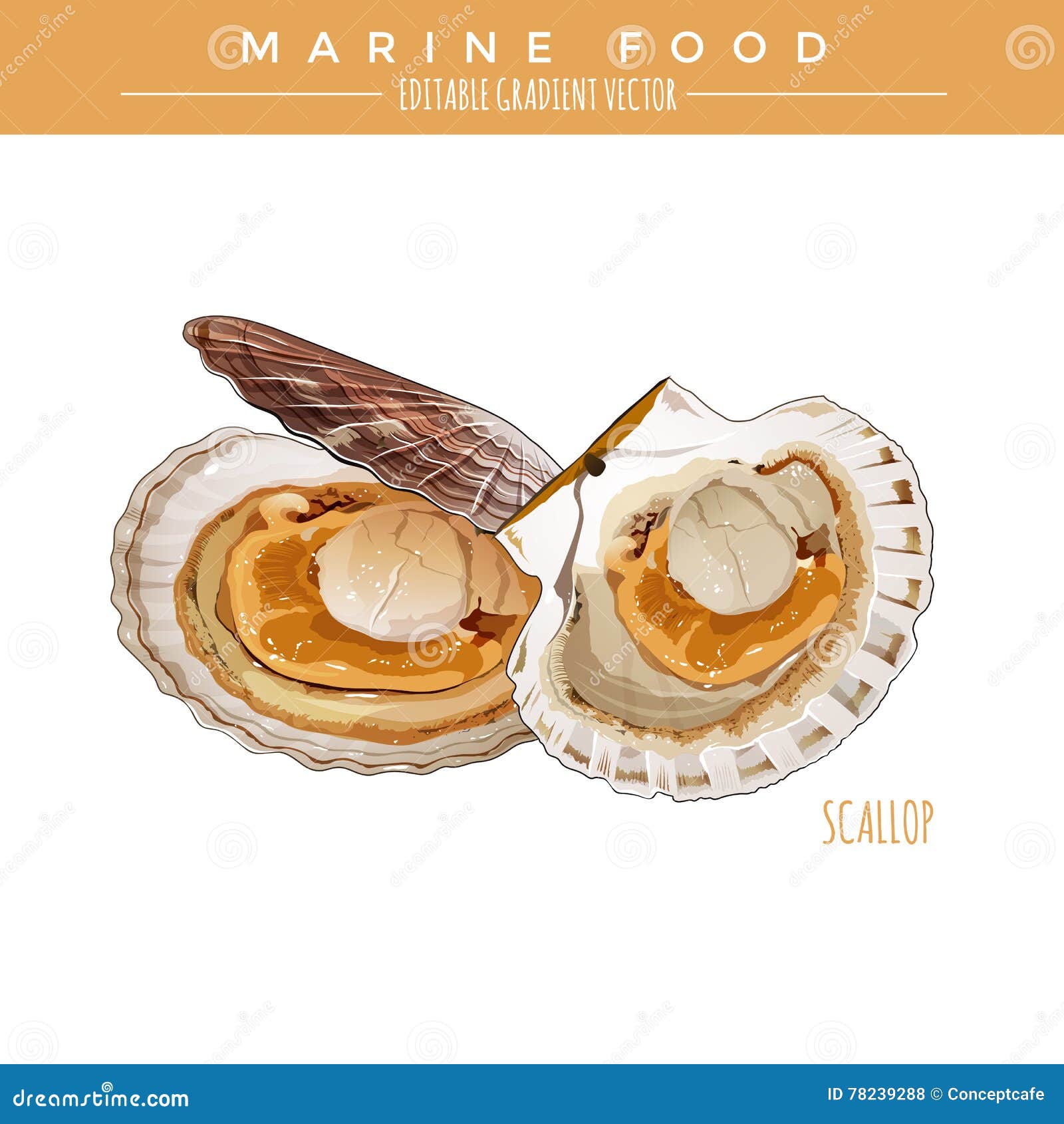 Scallop Marine Creature Poster With Text Sample Vector Illustration ...