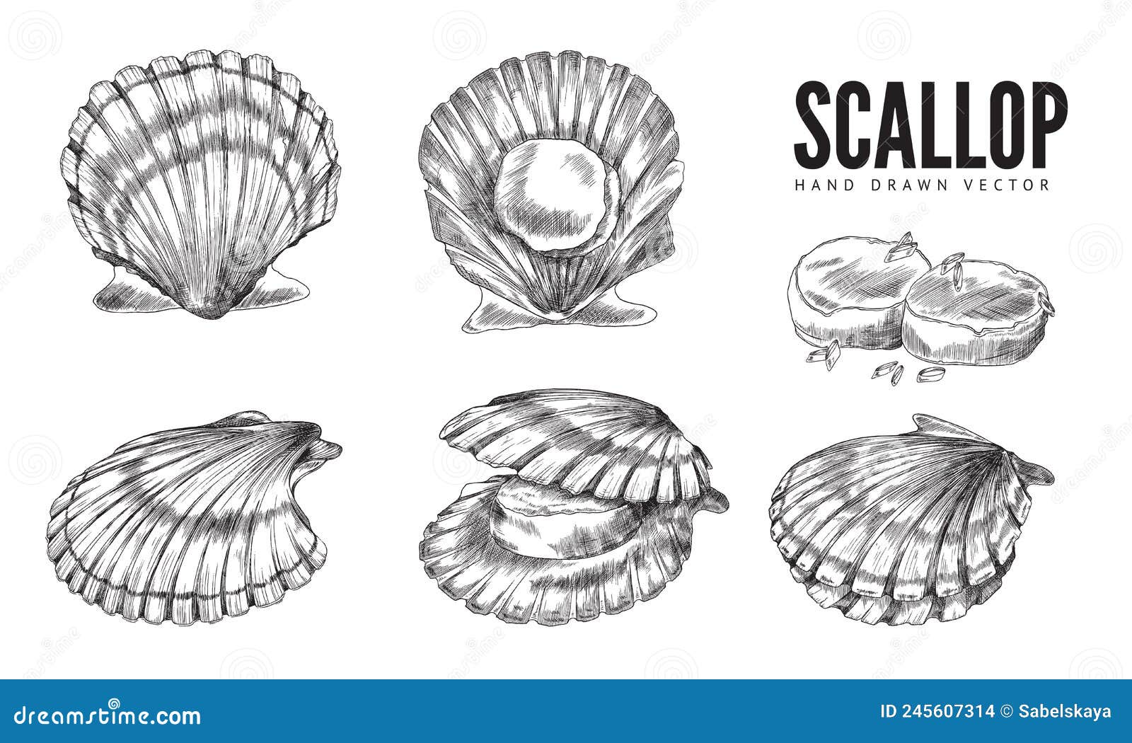 Scallop Mollusk In Shell Hand Drawn Engraving Vector Illustrations Set Isolated Stock Vector