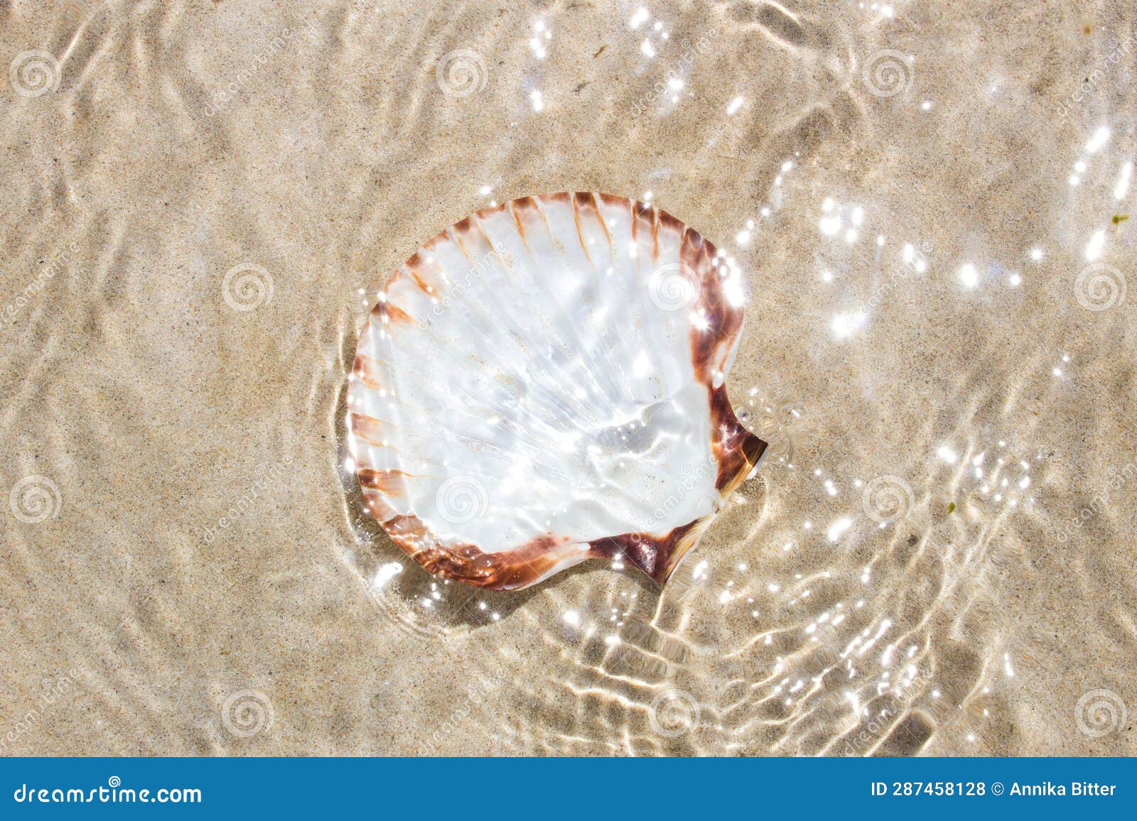 Scallop in the Ocean at the Beach Stock Photo - Image of reflection ...