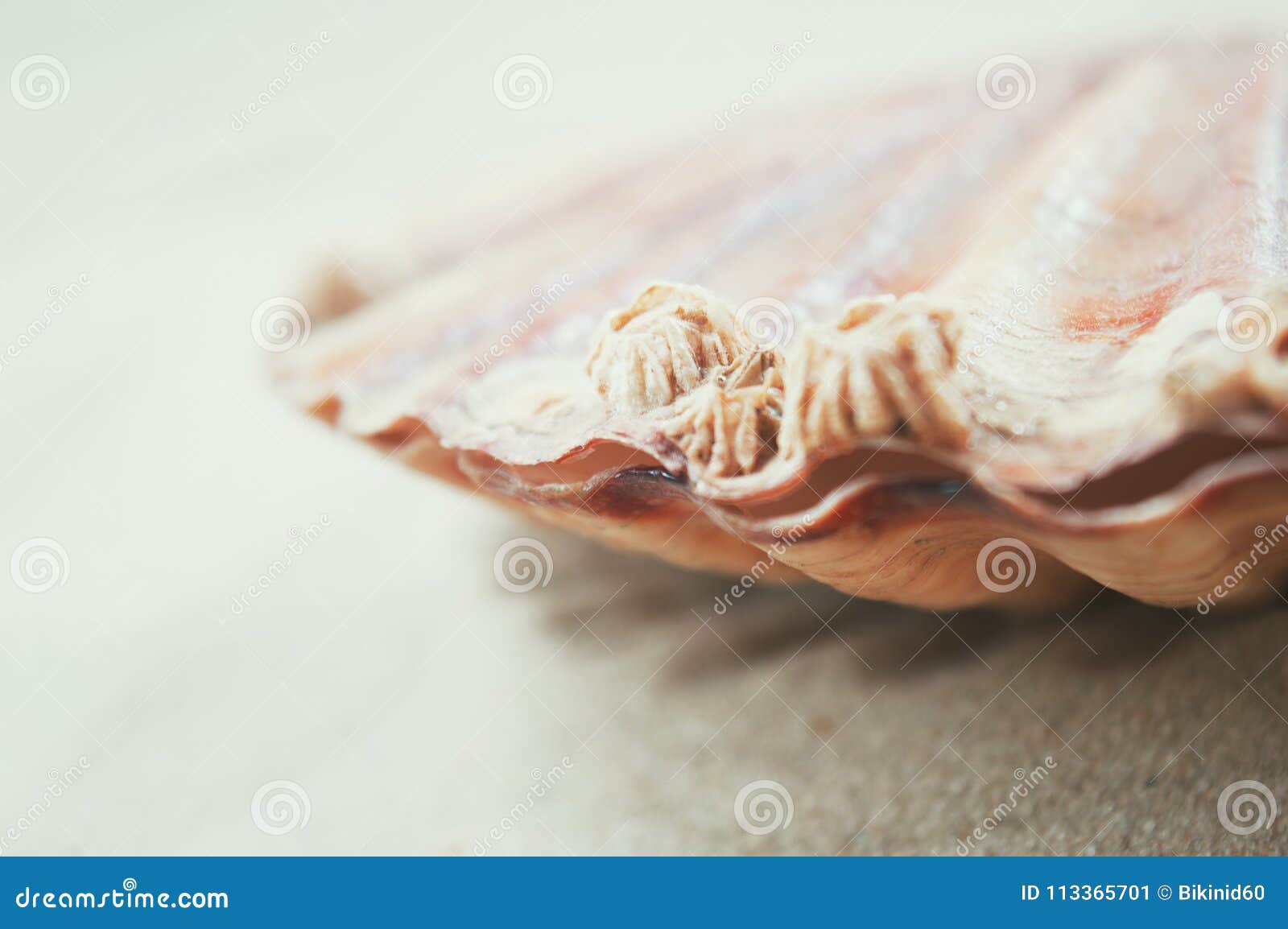Scallop oceanic details. stock image. Image of shell - 113365701