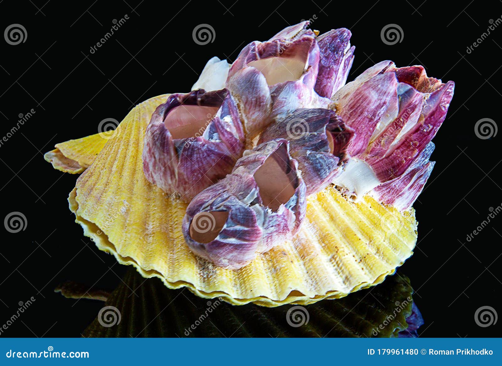 Mimachlamys Sanguinea Stock Photos - Free & Royalty-Free Stock Photos ...