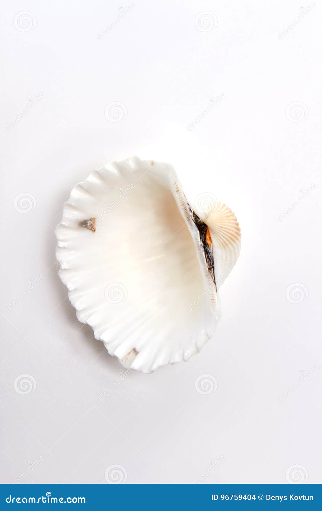 Scallop Sea Shell, White Background. Stock Photo - Image of background ...