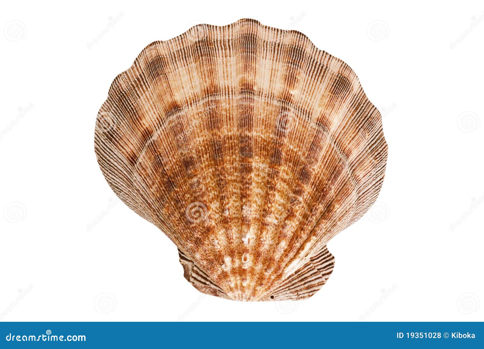 Scallop seashell stock photo. Image of shell, macro, decoration - 19351028