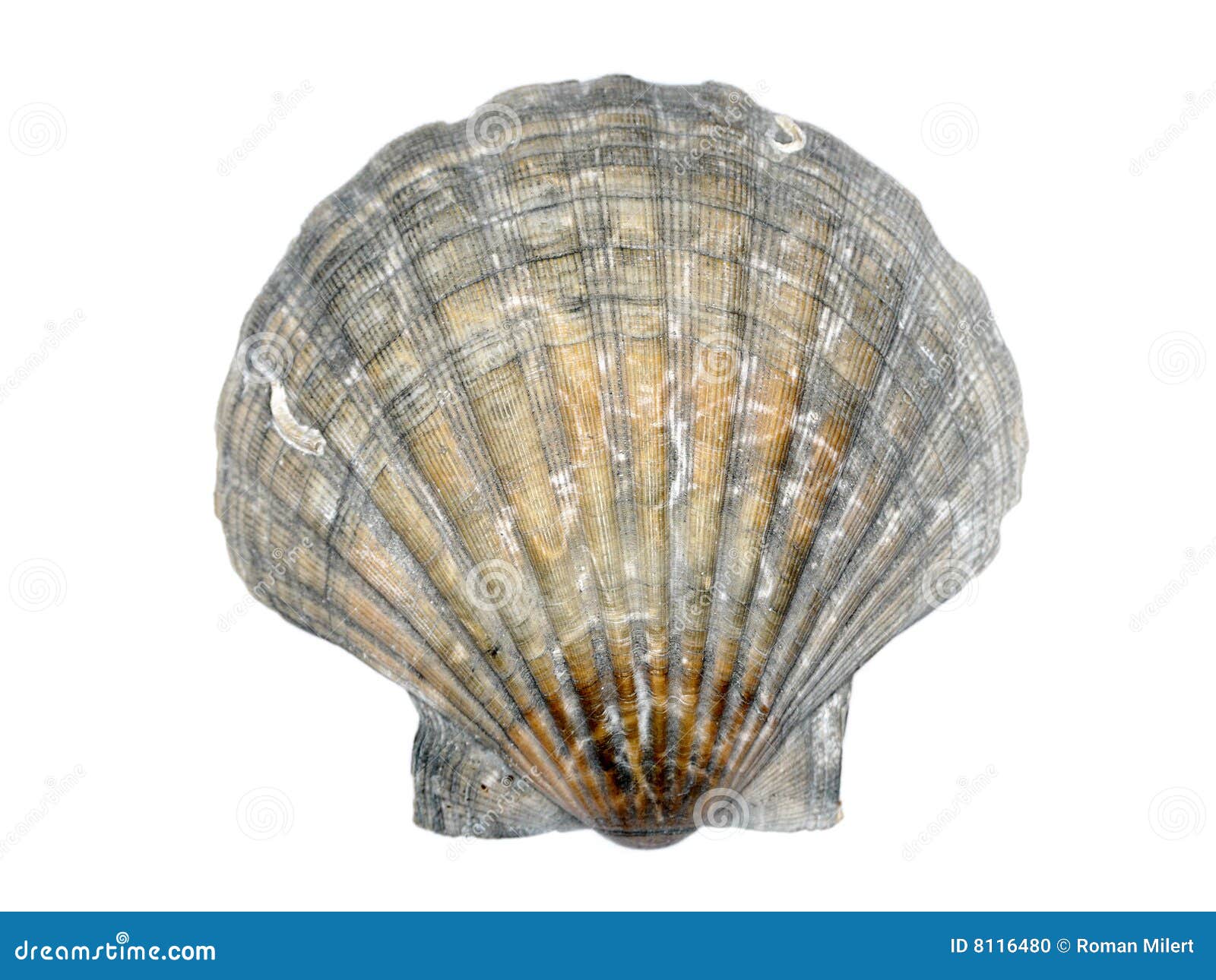 Scallop seashell stock photo. Image of souvenir, tropical - 8116480