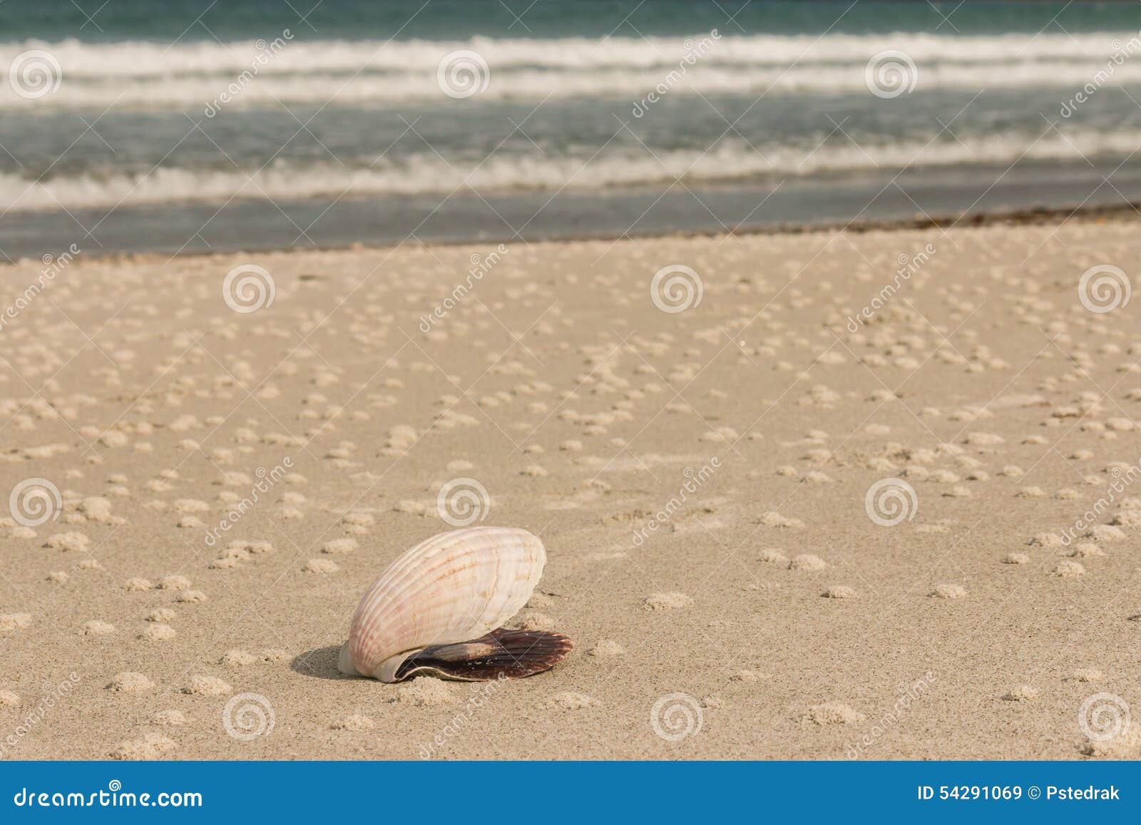 Scallop seashell on beach stock image. Image of ocean - 54291069