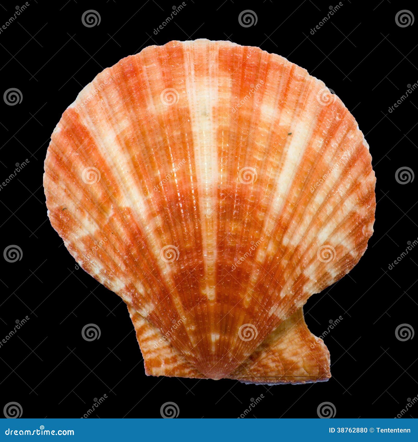 Scallop seashell stock photo. Image of orange, marine - 38762880
