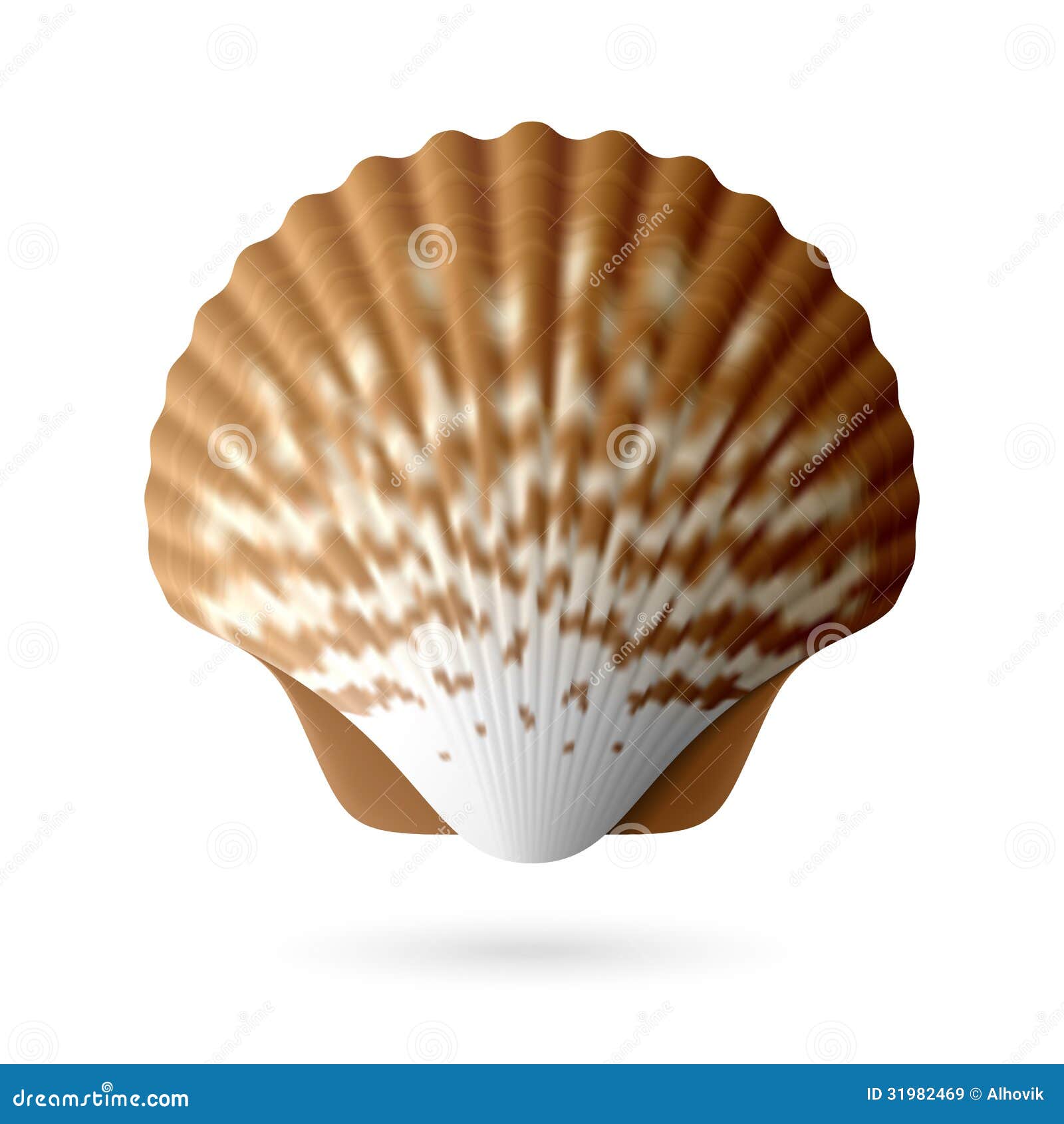 Scallop Seashell Vector. Realistic Scallops Shell Isolated On White ...