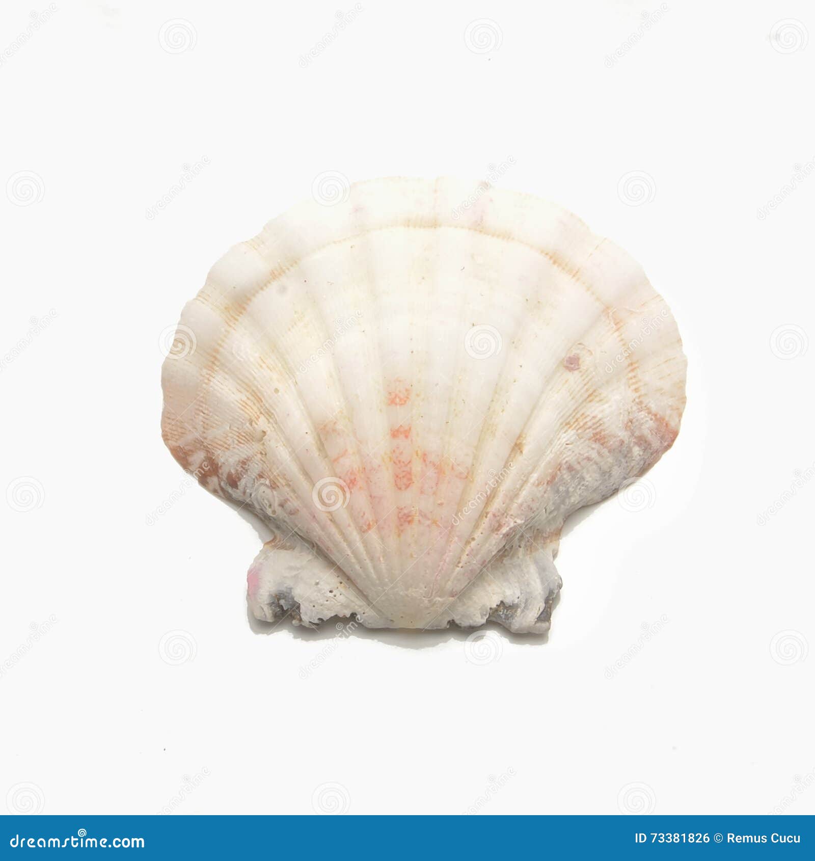 Scallop seashell stock photo. Image of isolated, mollusk - 73381826