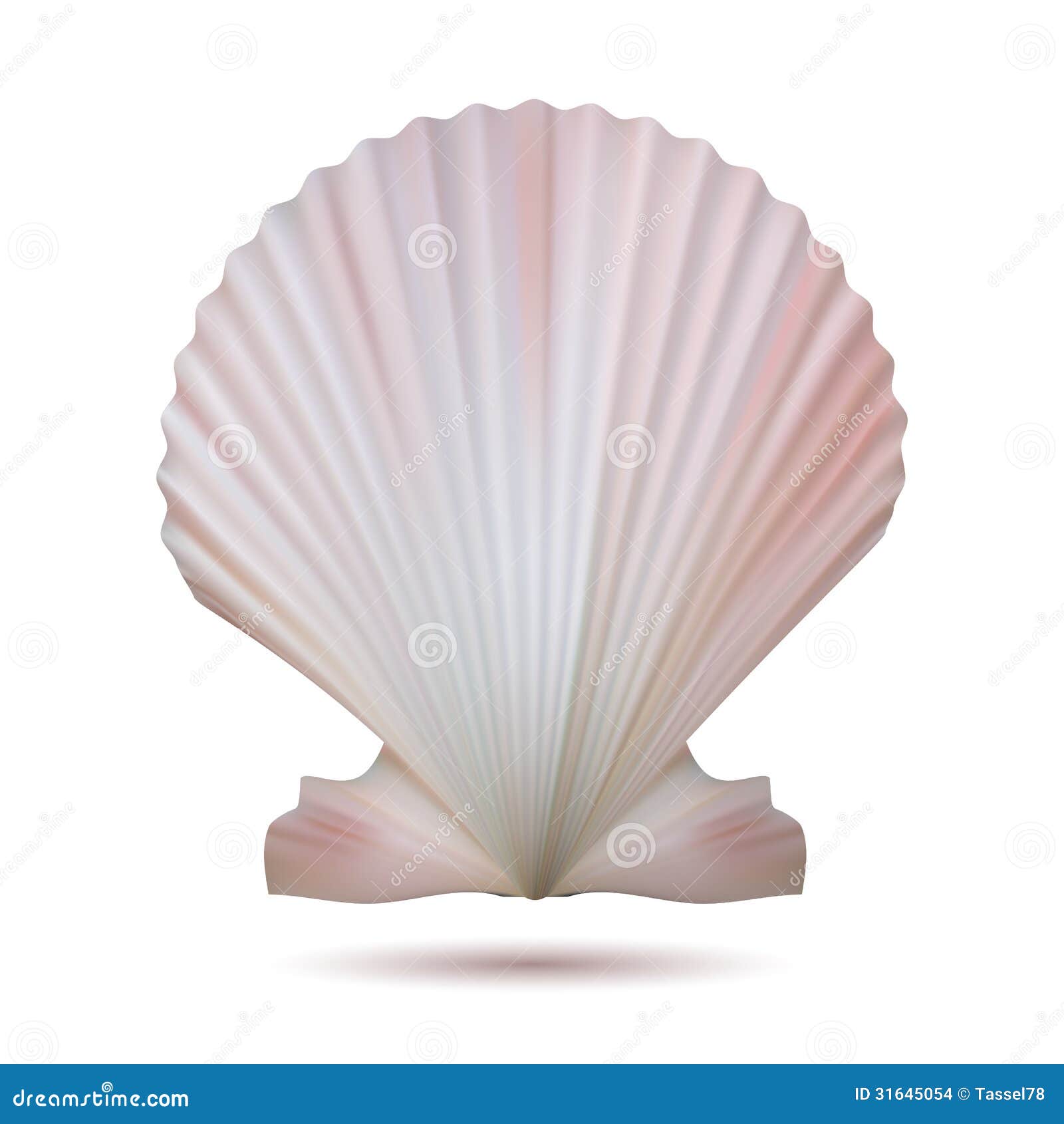Scallop Seashell With Pearl Illustration Cartoon Vector | CartoonDealer ...