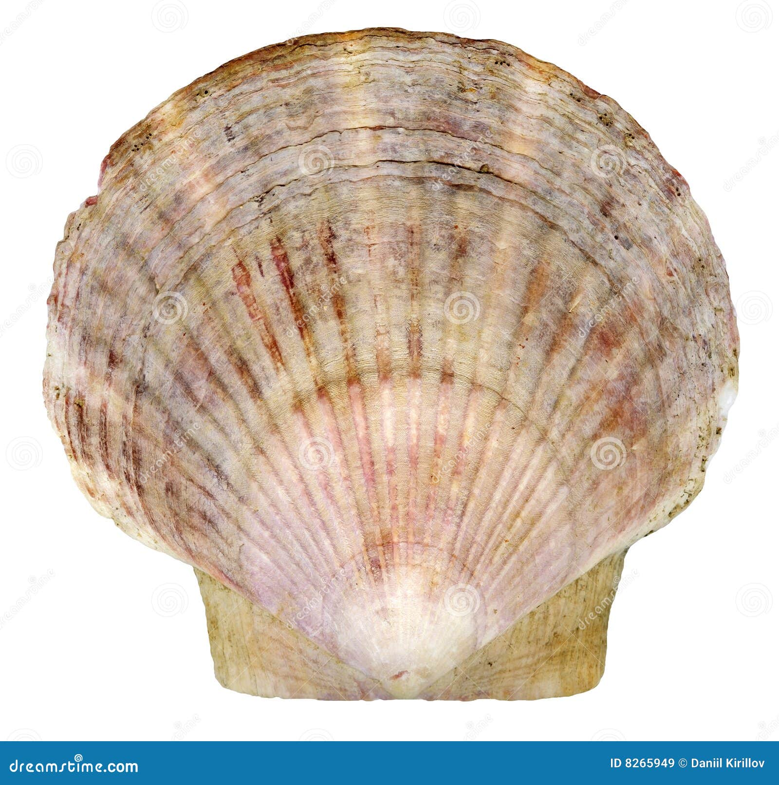 Scallop Seashell from Ocean Isolated on White Stock Image - Image of ...