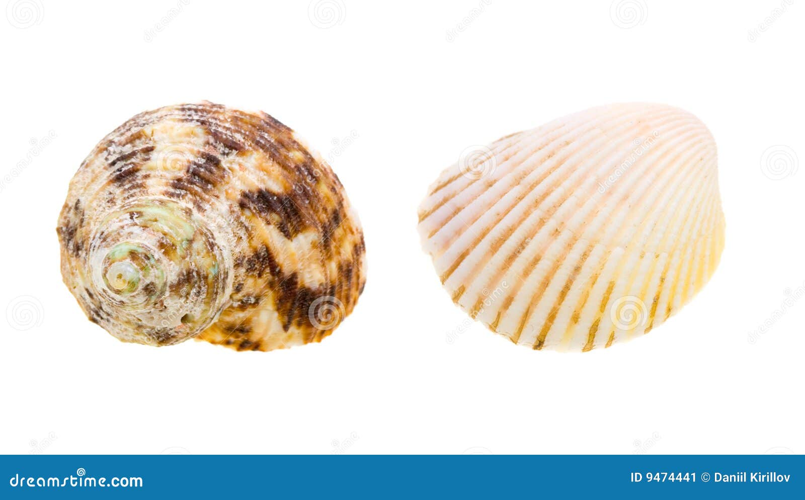 Scallop Seashell from Ocean Isolated on White Stock Image - Image of ...