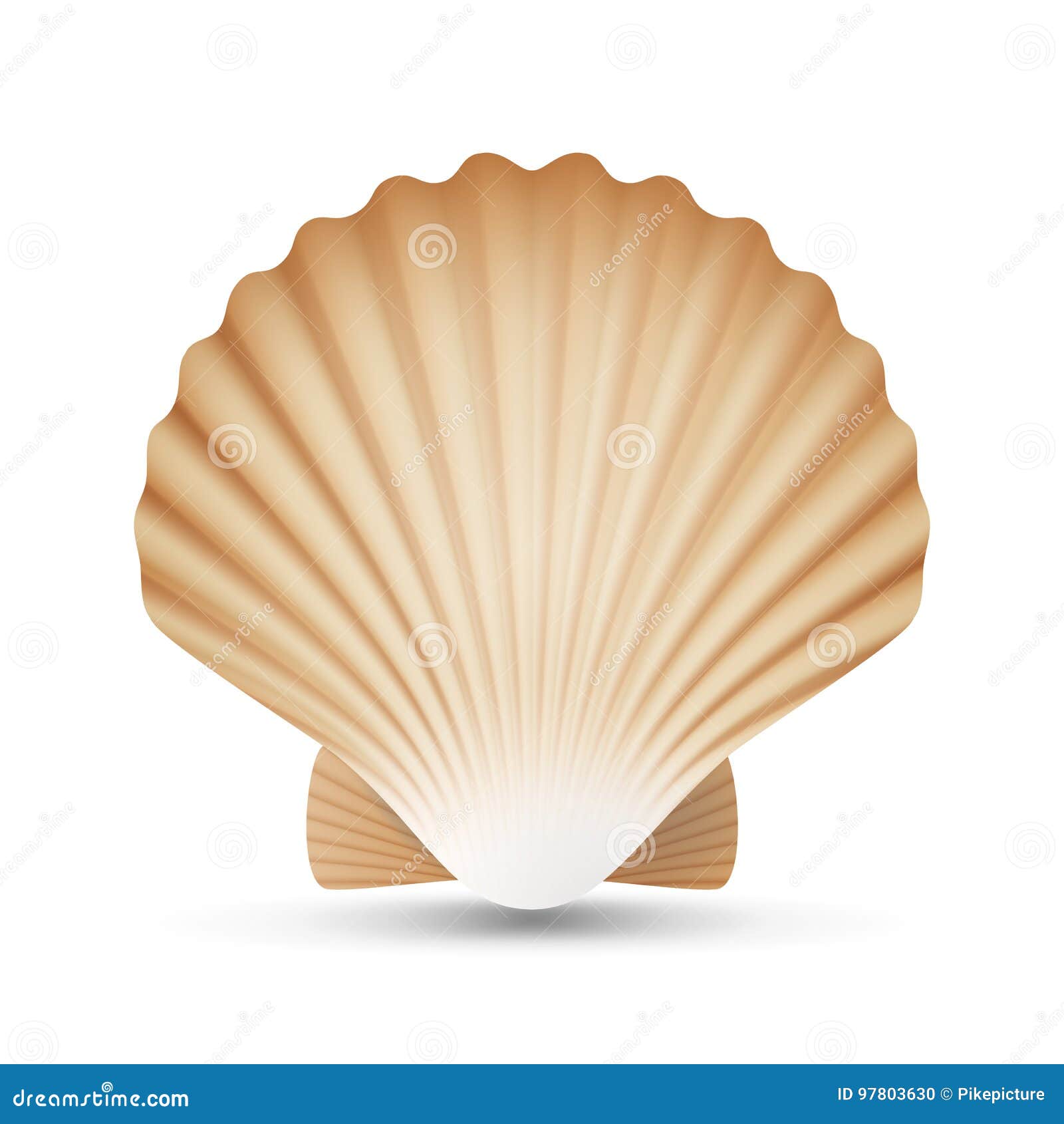 Scallop Seashell Vector. Realistic Sea Shell Close Up. Isolated on ...