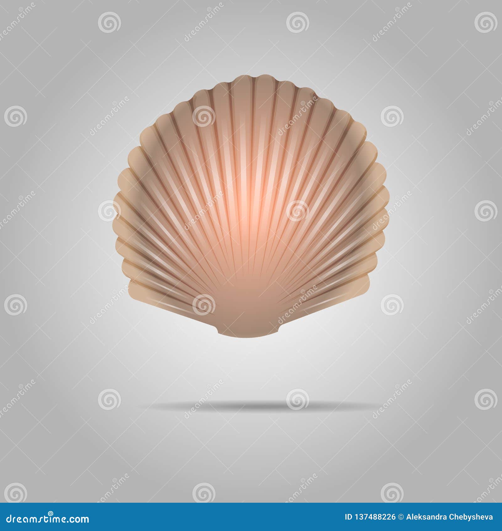 Scallop Seashell Vector. Scallops Shell Isolated on Gray Background ...
