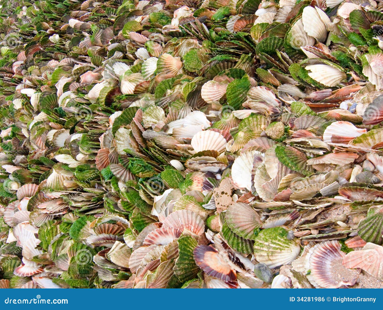 Lots of Scallop Seashells on a Beach. Stock Photo - Image of discarded ...