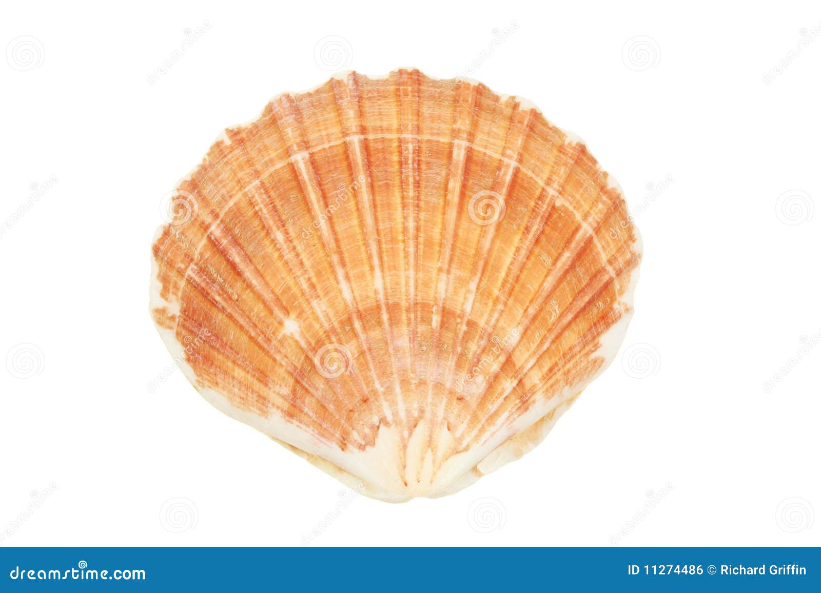 Scallop shell stock photo. Image of brown, calcium, striated - 11274486