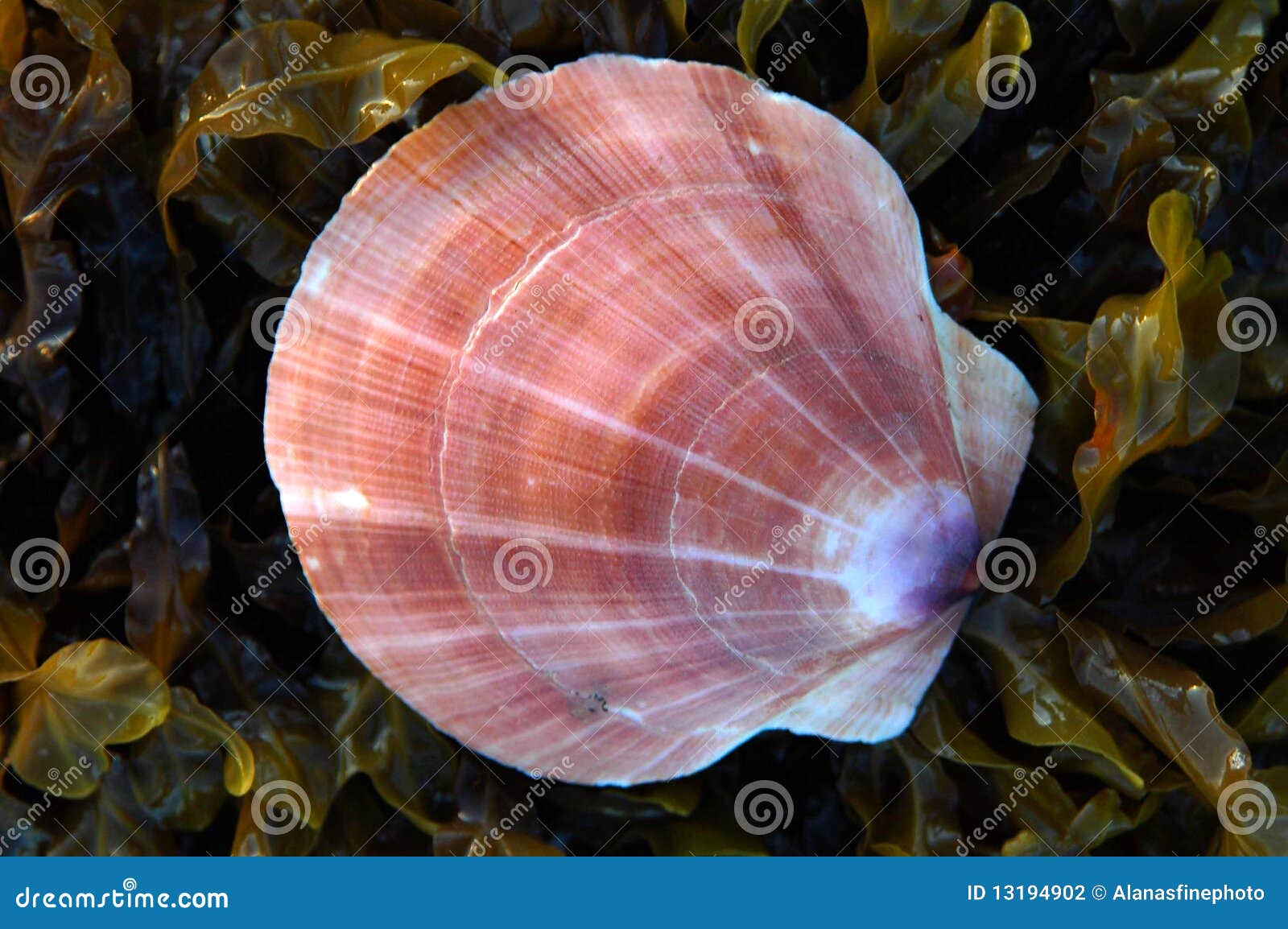 Scallop Shell stock photo. Image of beach, shell, fishing - 13194902