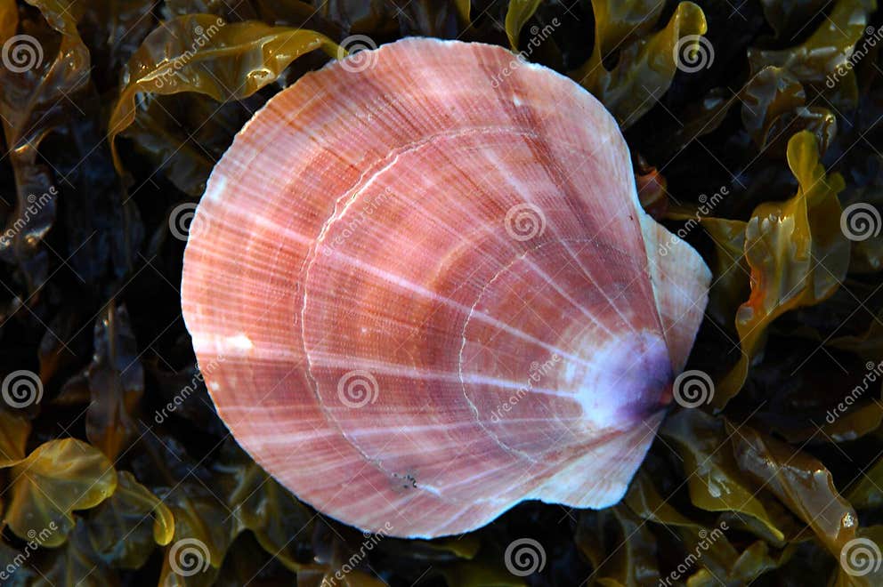 Scallop Shell stock photo. Image of beach, shell, fishing - 13194902
