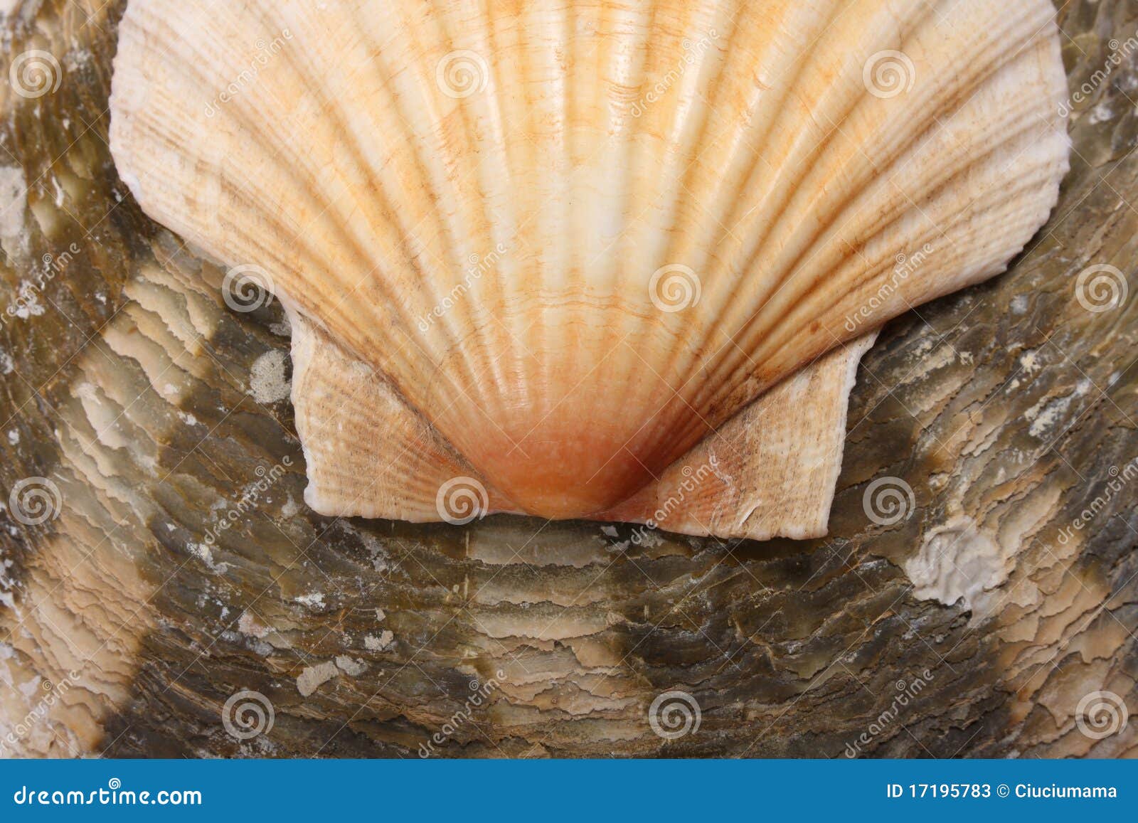 Scallop shell stock image. Image of creature, shell, undersea - 17195783