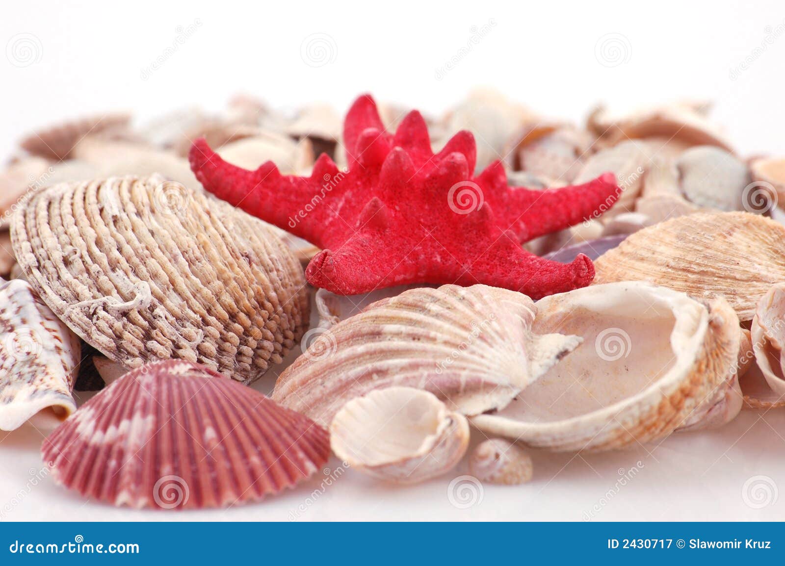 Scallop Shell Royalty-Free Stock Photo | CartoonDealer.com #2430717