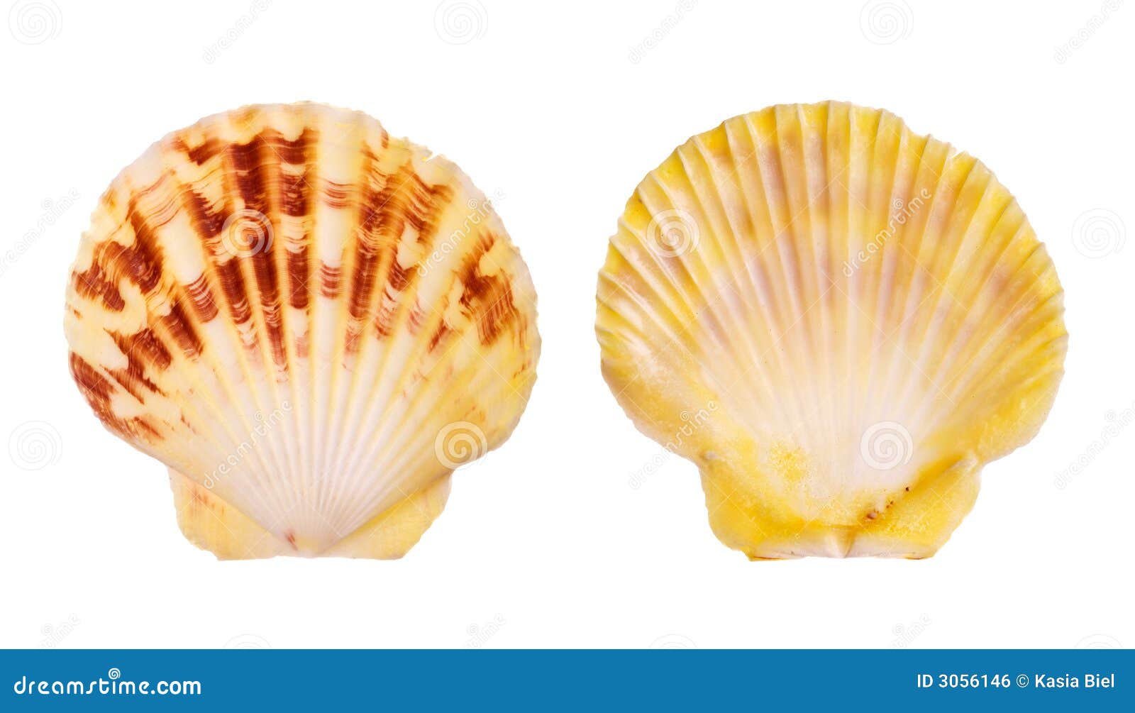 Scallop shell stock photo. Image of yellow, color, white - 3056146