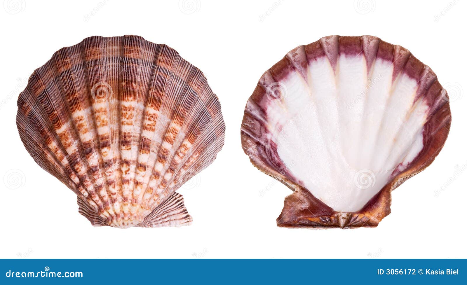 Scallop shell stock photo. Image of tropical, color, bottom - 3056172