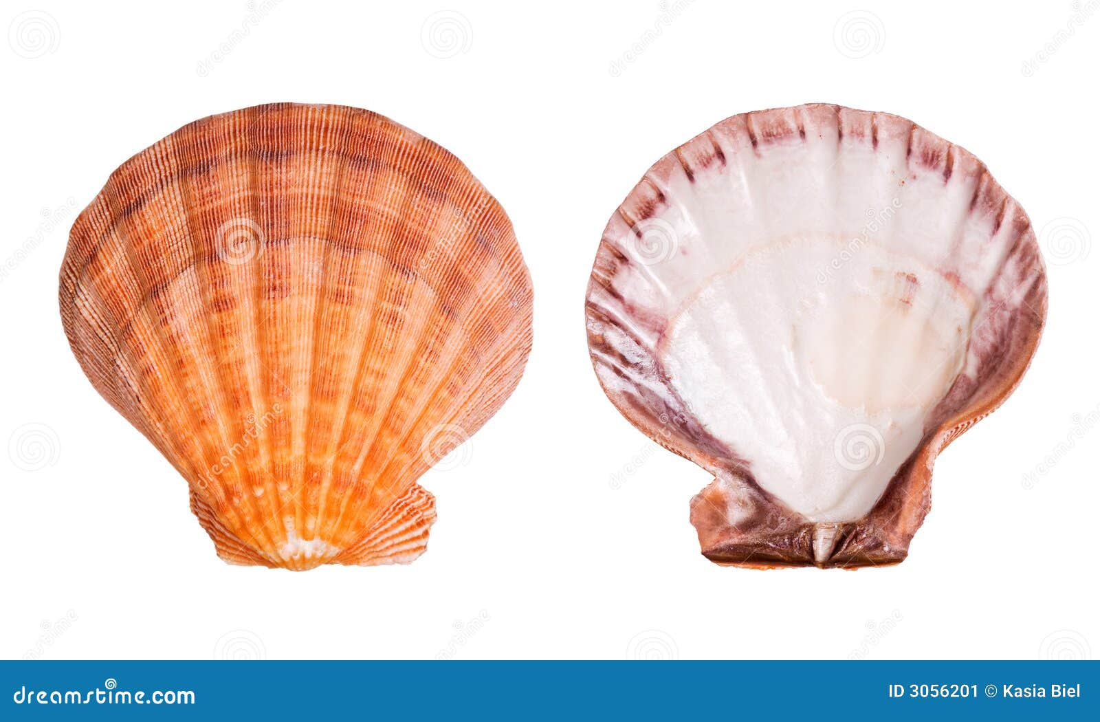 Scallop shell stock image. Image of sided, ocean, tropical - 3056201